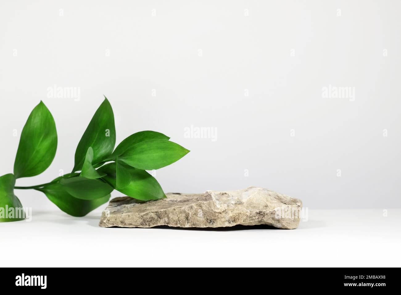 Creative layout of colorful riskus leaves on a white background in the ...