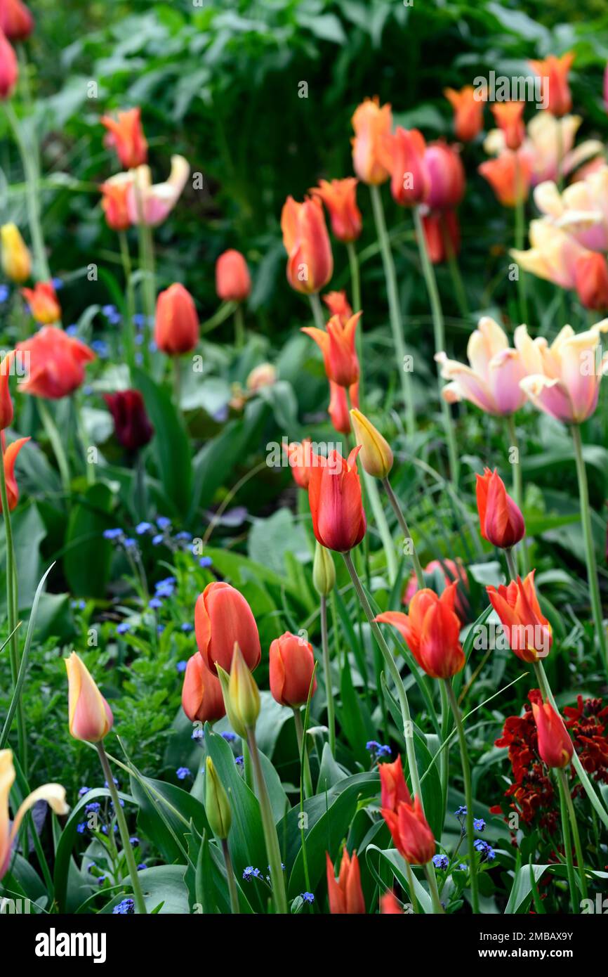 tulipa ballerina,tulipa Triple A, Tulipa Blushing lady,tulip ballerina ...