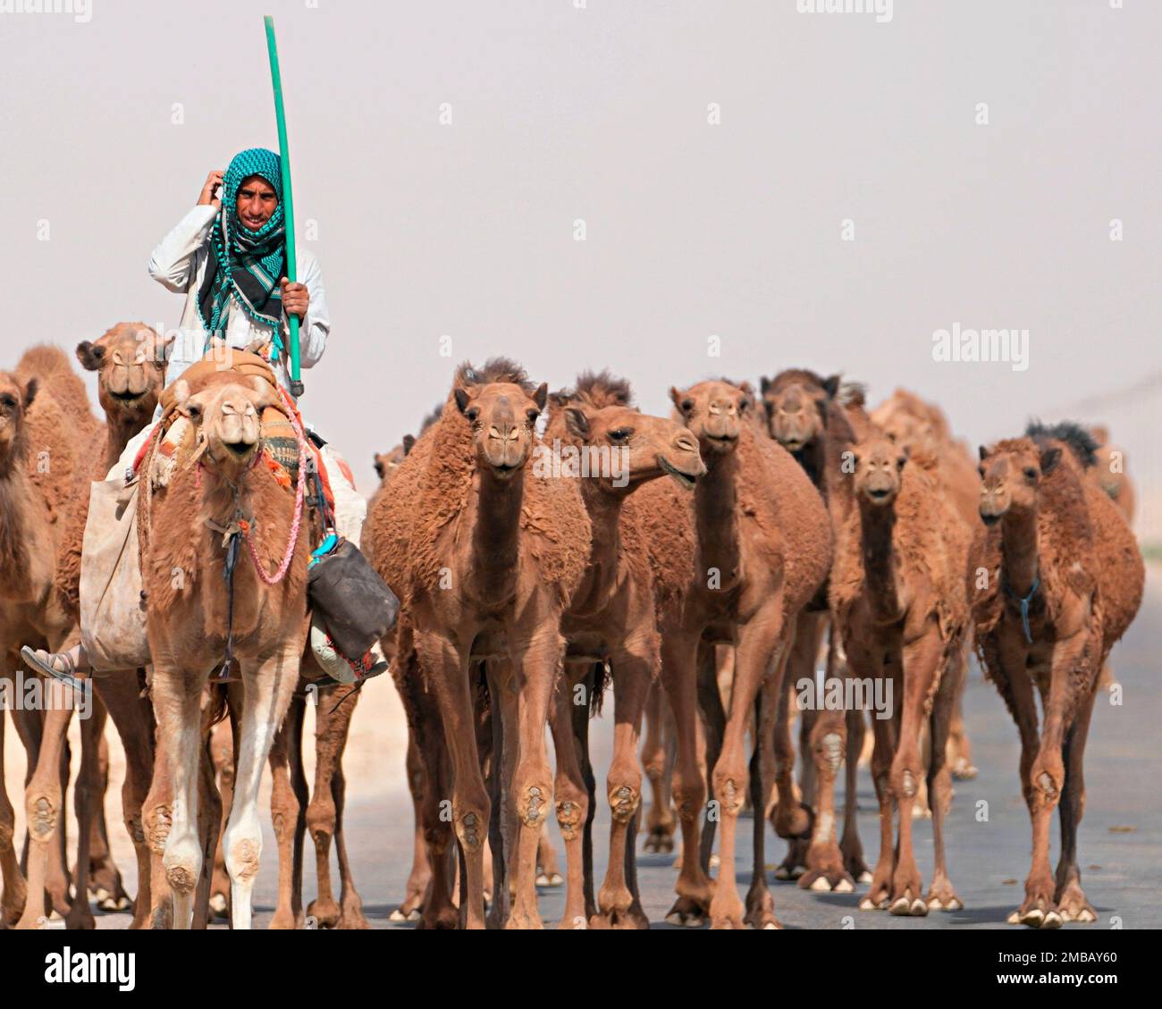 A camel herder leads the way for the camels in al-Samawa, Iraq ...