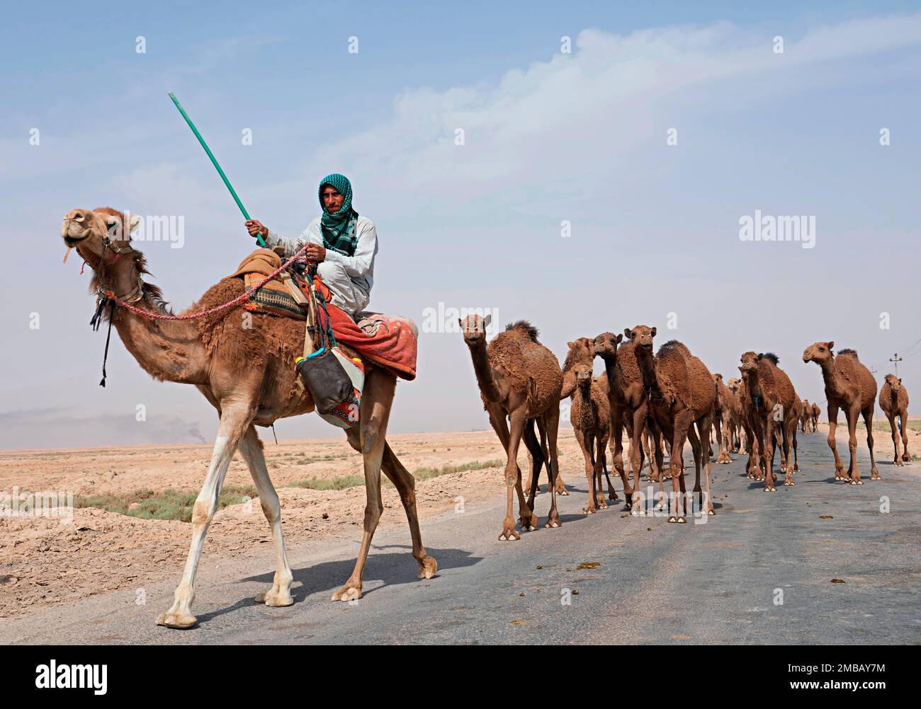 A camel herder leads the way for the camels in al-Samawa, Iraq ...