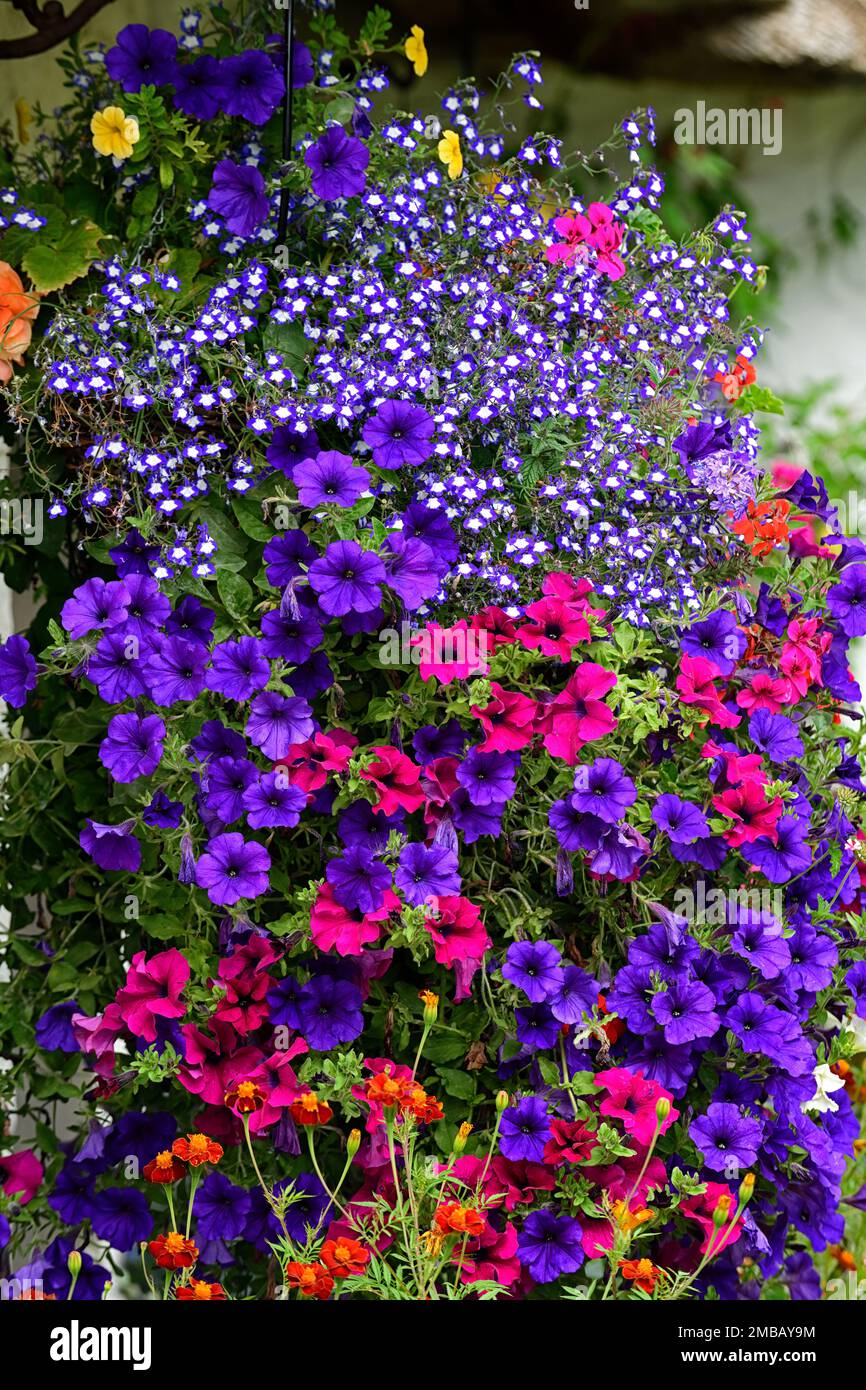 Very colourful hanging baskets,hanging basket,hanging baskets,colourful ...