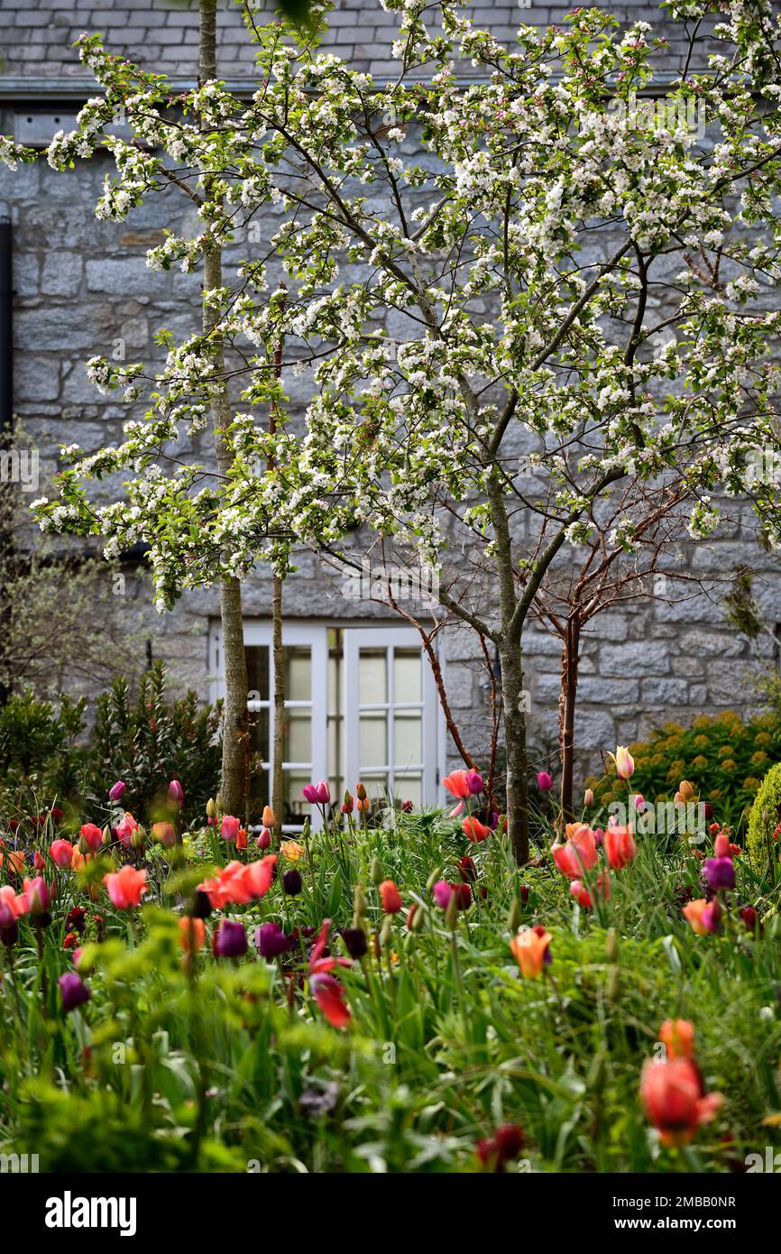 Underplanted with tulipa ballerina hi-res stock photography and images ...