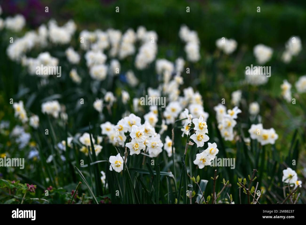 Daffodil winston churchill hi-res stock photography and images - Alamy