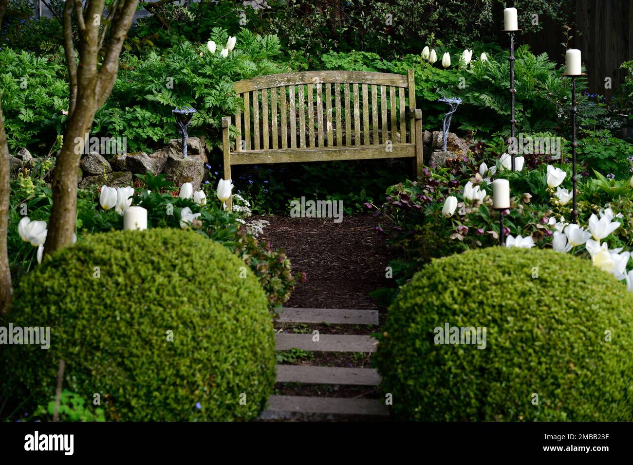 Tulip fosteriana Purissima,box balls,buxus balls,paving slabs,path ...