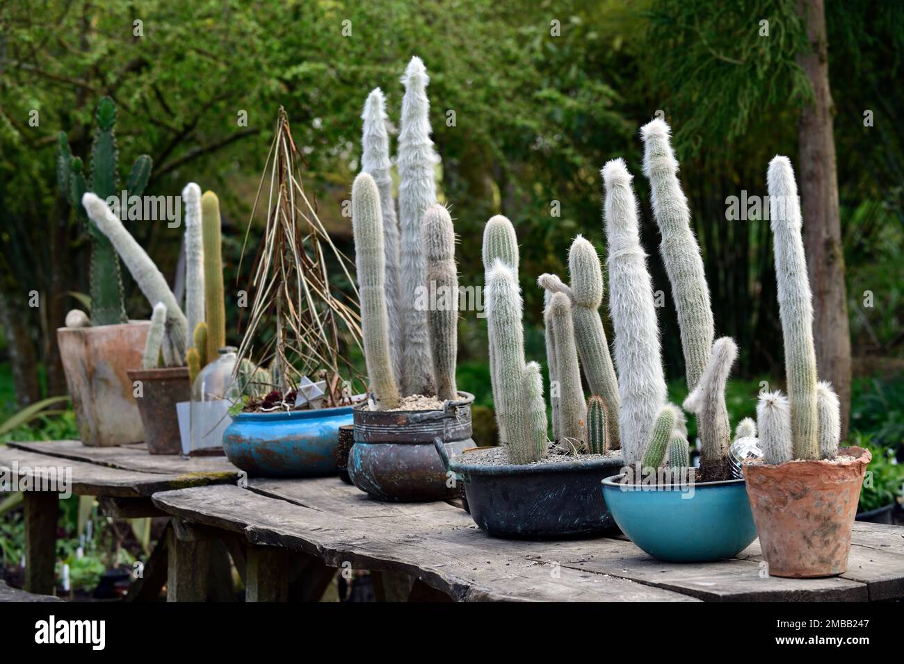 Cleistocactus strausii,silver torch, wooly torch,cactus,cacti,succulent ...