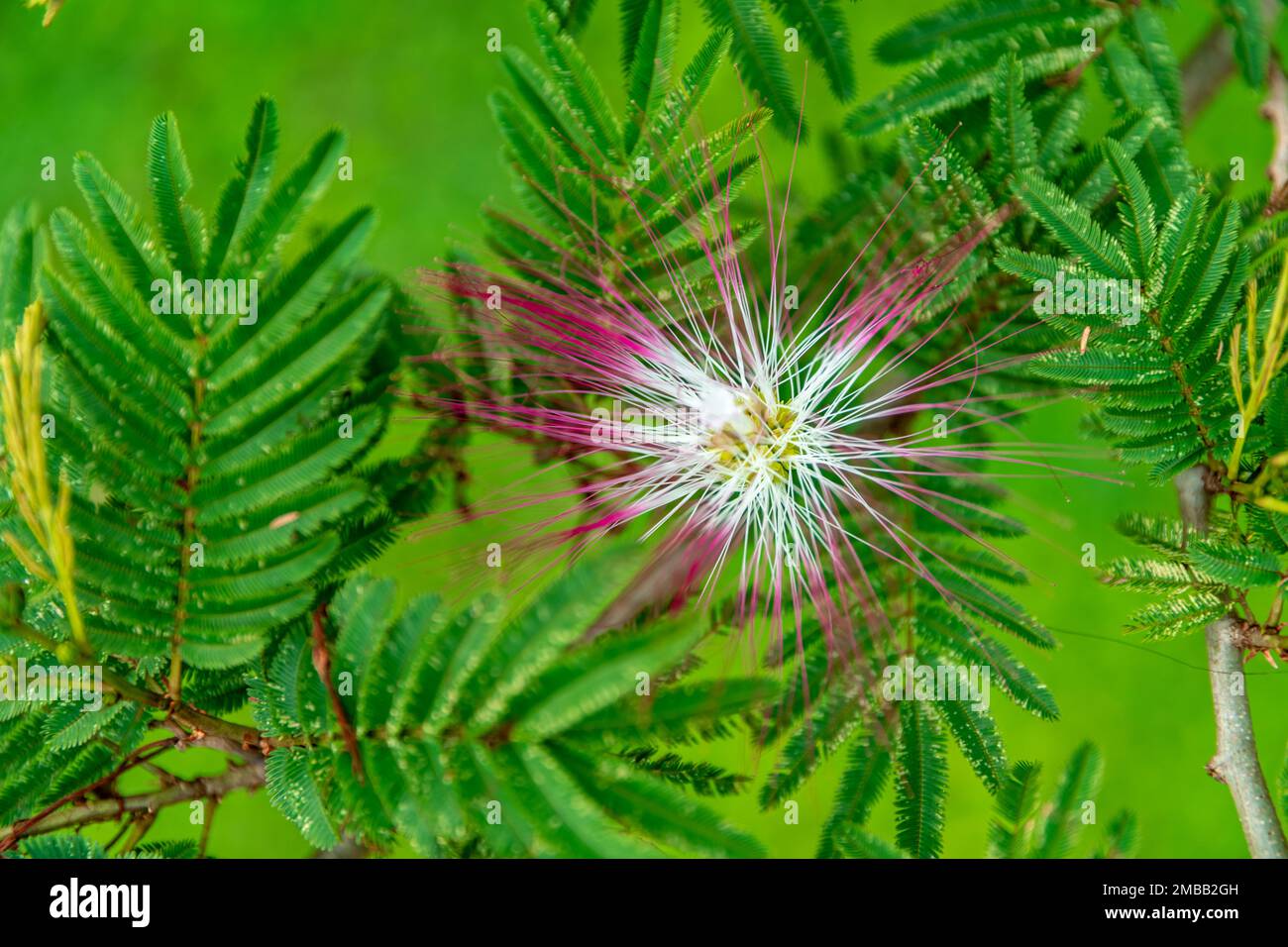 flowering tropical shrub calliandra in nature Stock Photo - Alamy