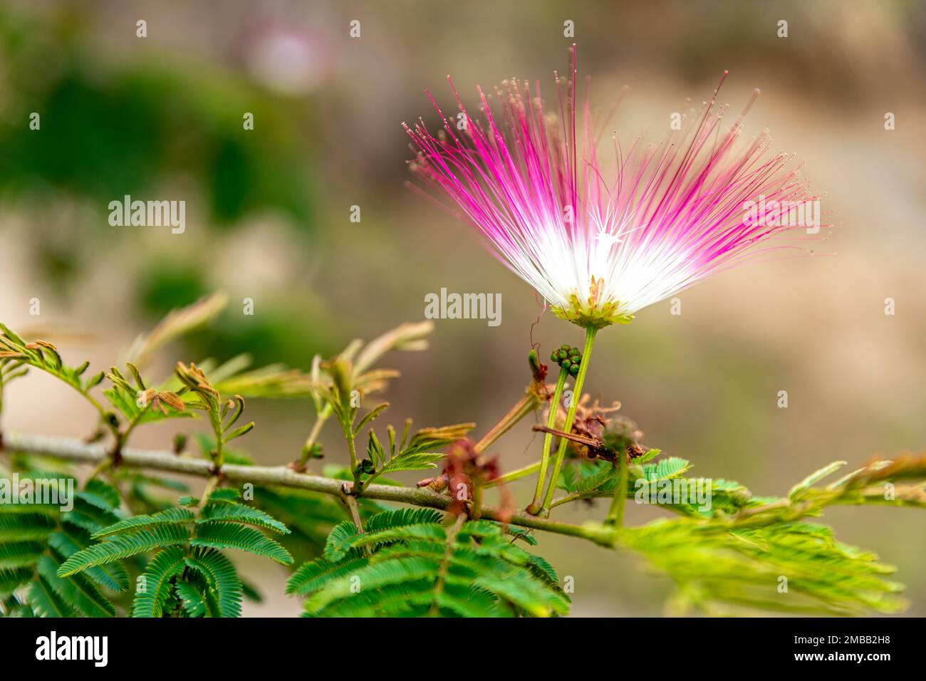 flowering tropical shrub calliandra in nature Stock Photo - Alamy