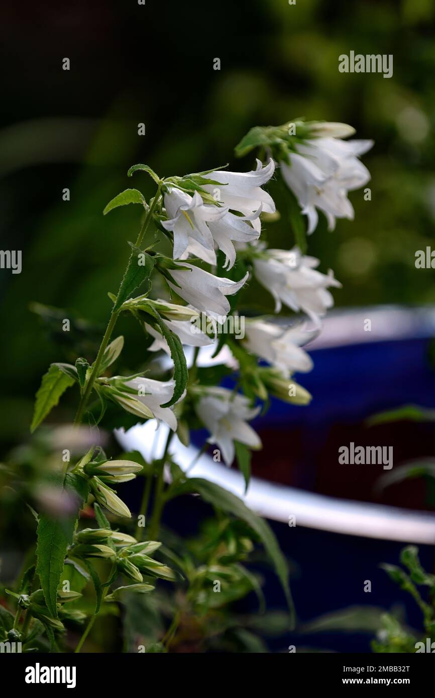 Campanula punctata Wedding Bells,white flowers, flowering,perennials ...