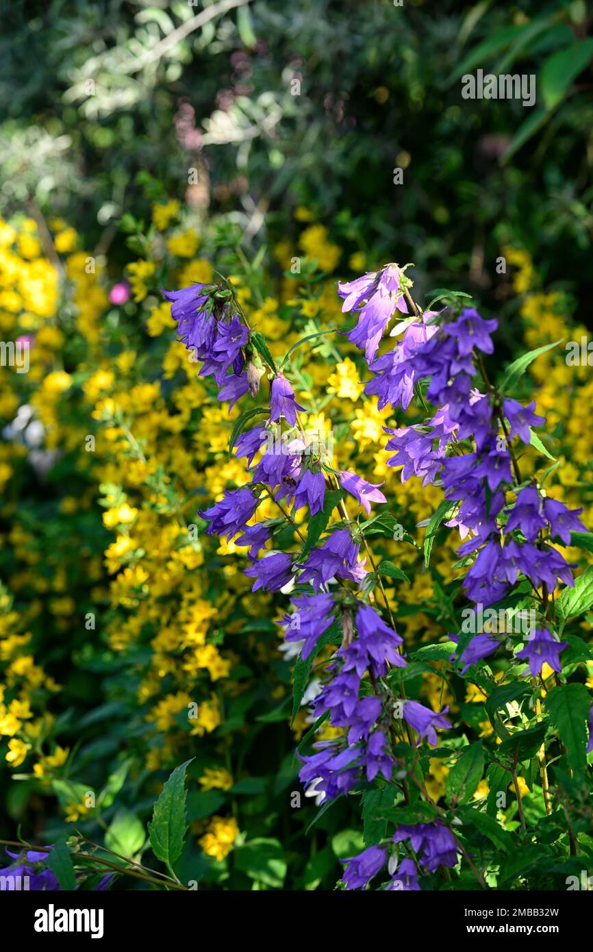 Rosette forming hi-res stock photography and images - Alamy