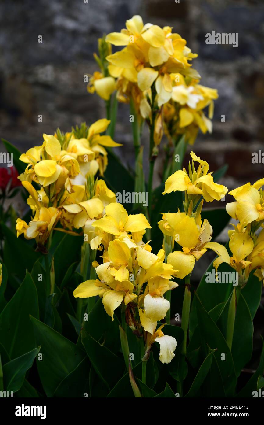yellow canna flowers,yellow canna flower,green leaves,green foliage ...