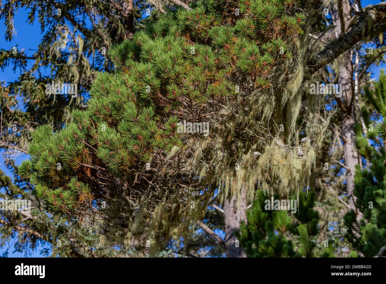 Shore pine pinus contorta contorta hi-res stock photography and images ...