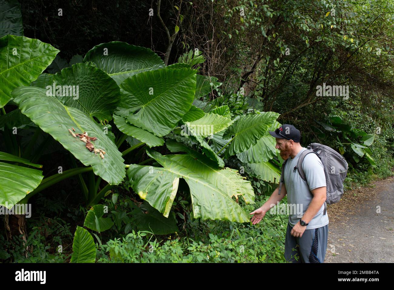 Hiking Trail on Cat Ba Island , Vietnam Stock Photo - Alamy