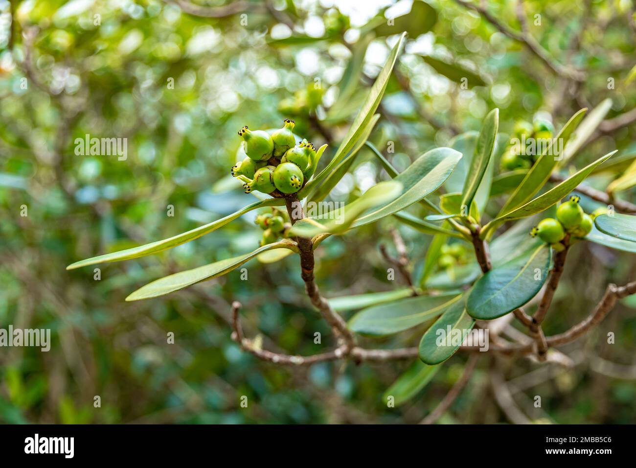 olive tree in the forest Stock Photo - Alamy