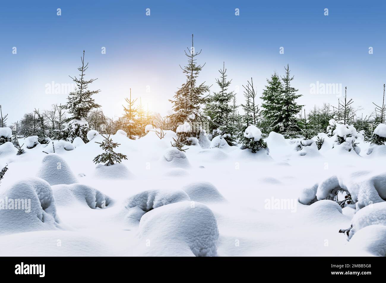 Winter landscape with snow covered trees in the Belgian Ardennes Stock ...