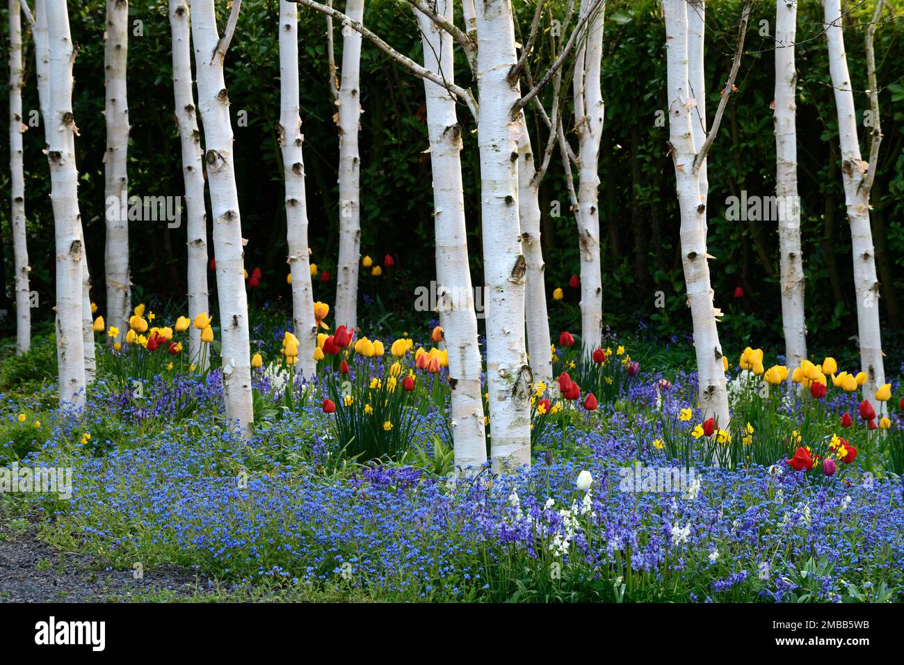 Apeldoorn tulips and forget me nots hi-res stock photography and images ...