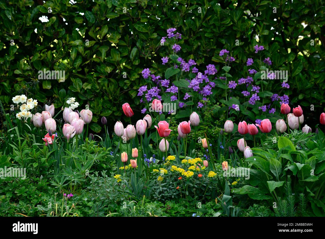 Pink darwin hybrid tuilips hi-res stock photography and images - Alamy