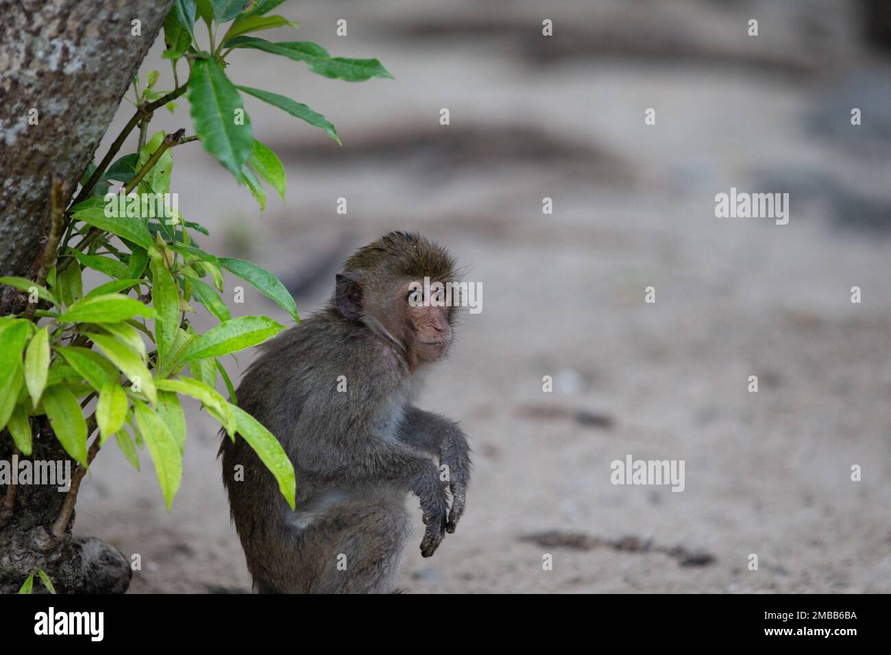 Macaque on Monkey Island Ha Long Bay Vietnam Stock Photo - Alamy