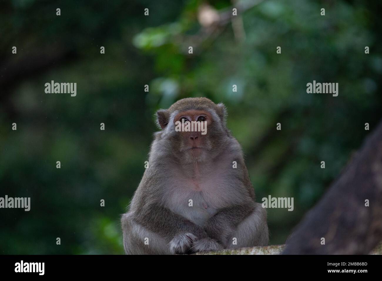 Macaque on Monkey Island Ha Long Bay Vietnam Stock Photo - Alamy