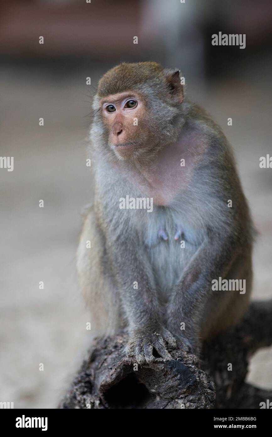 Macaque on Monkey Island Ha Long Bay Vietnam Stock Photo - Alamy