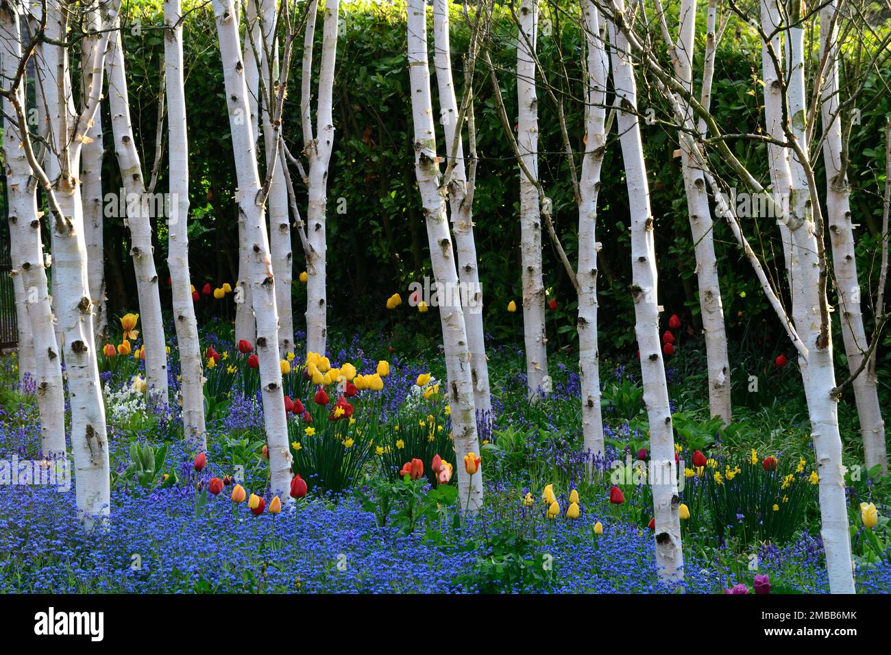 red and yellow tulip apeldoorn growing in a grove of silver birch trees ...