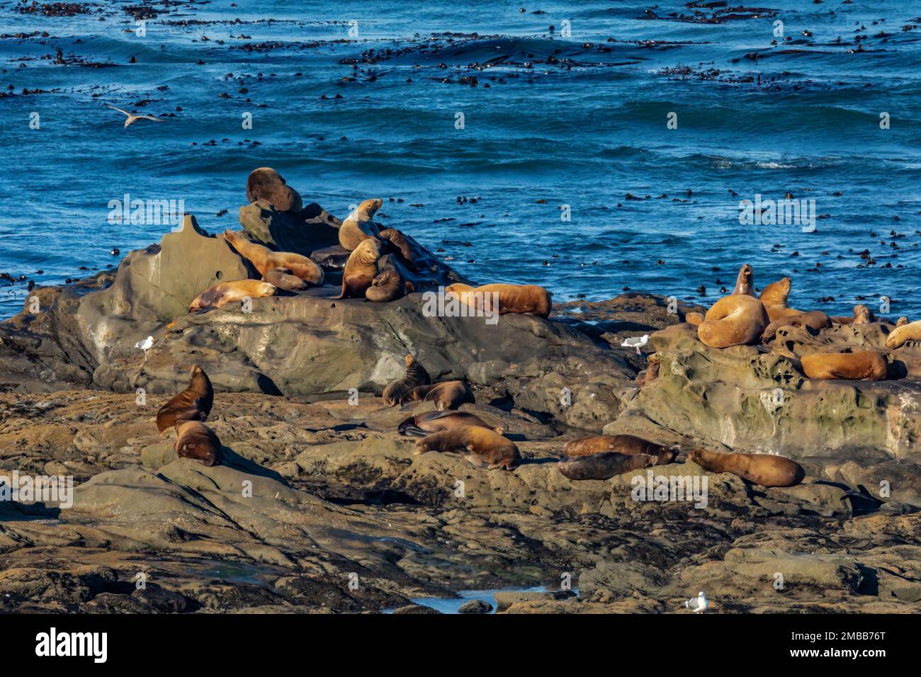 Haulout of California and Steller Sea Lions, and Northern Elephant ...