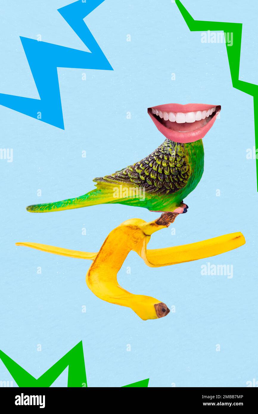 Composite photo collage of nature fauna flying green parrot budgerigar ...