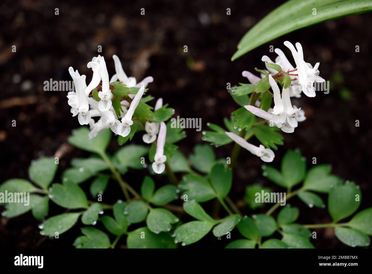 Corydalis solida snowy owl,white flowers,white flower,green leaf,leaves ...
