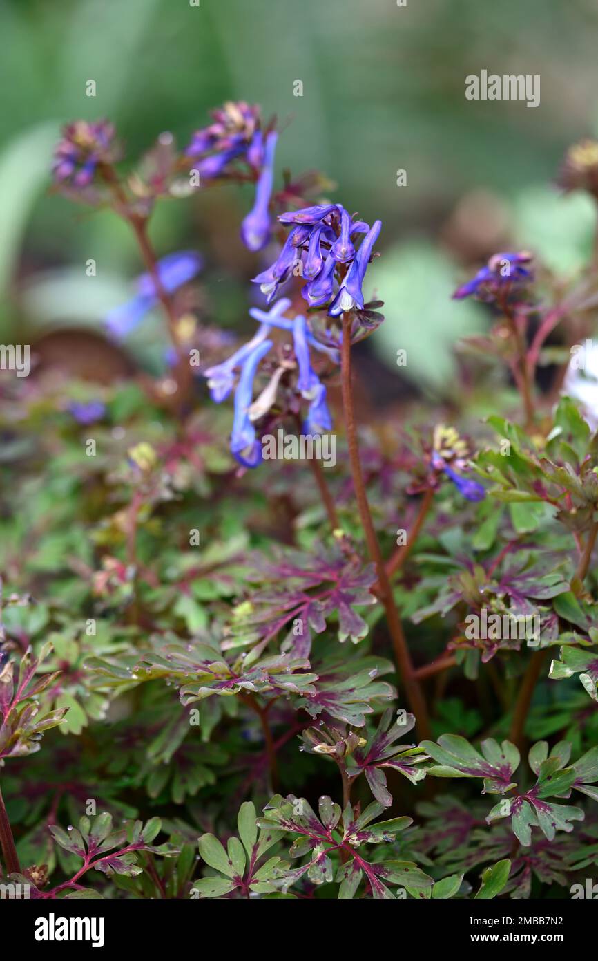 Corydalis Purple Leaf