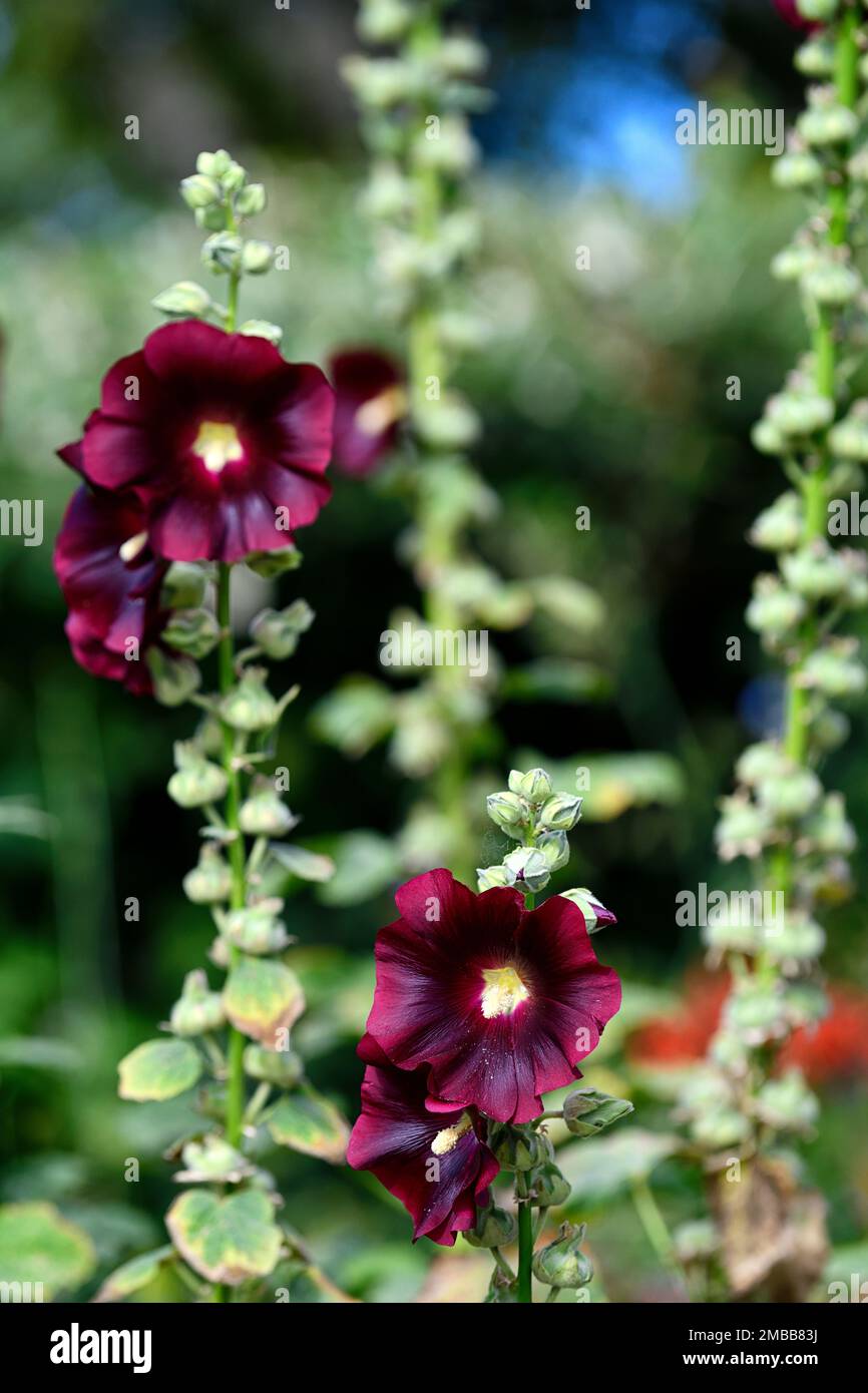 Purple hollyhocks hi-res stock photography and images - Alamy