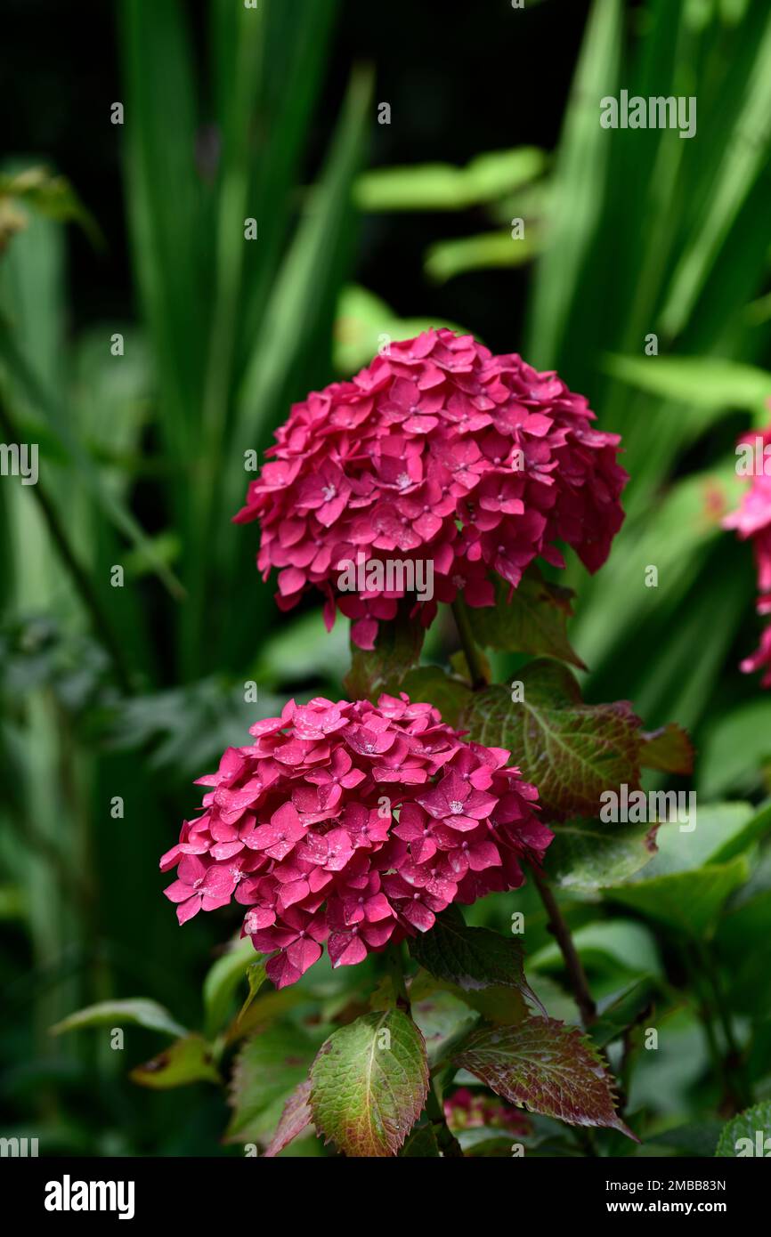Hydrangea macrophylla,mophead hydrangea,deep pink,dark pink,flower,flowers,inflorescence ...