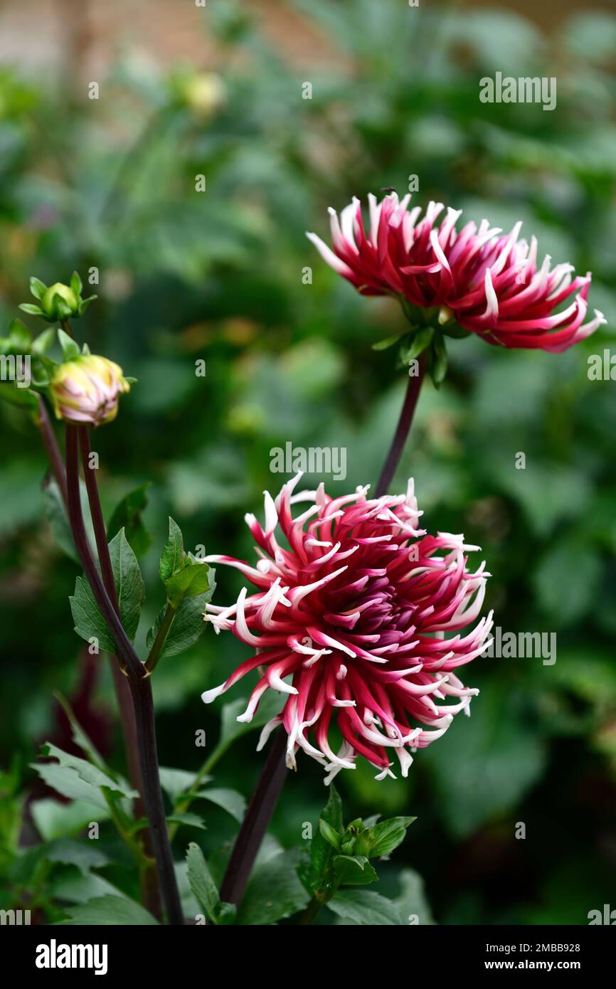 Dahlia Hollyhill Spider Woman,cactus dahlia,wine red and white flowers ...