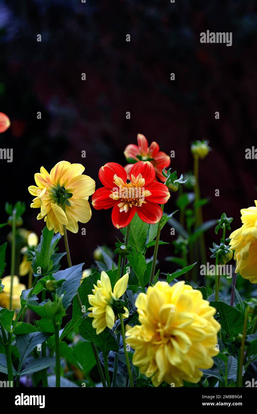 Dahlia Pooh,Collarette dahlia,red and yellow flowers,flower,flowering ...