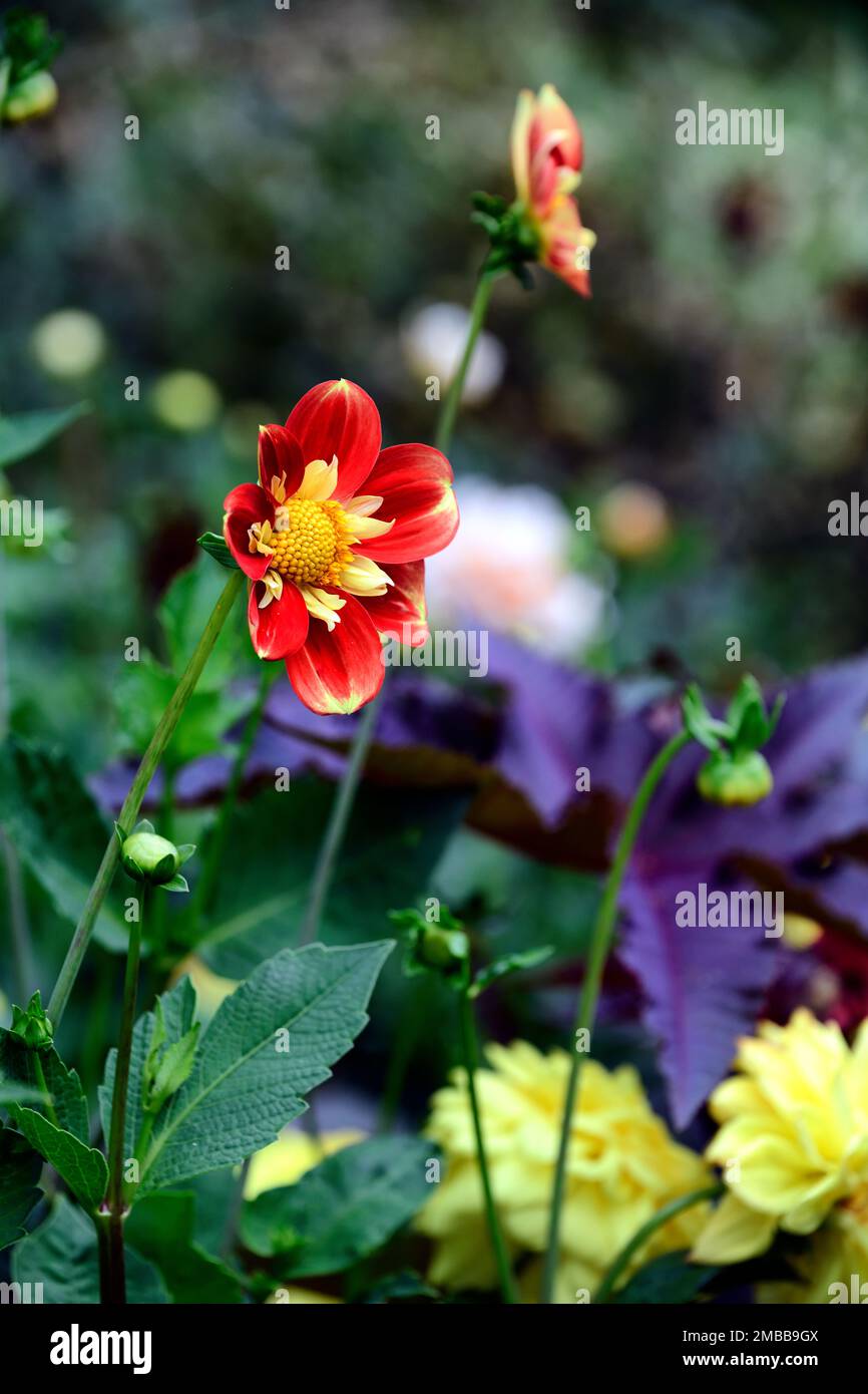 Dahlia Pooh,Collarette dahlia,red and yellow flowers,flower,flowering ...