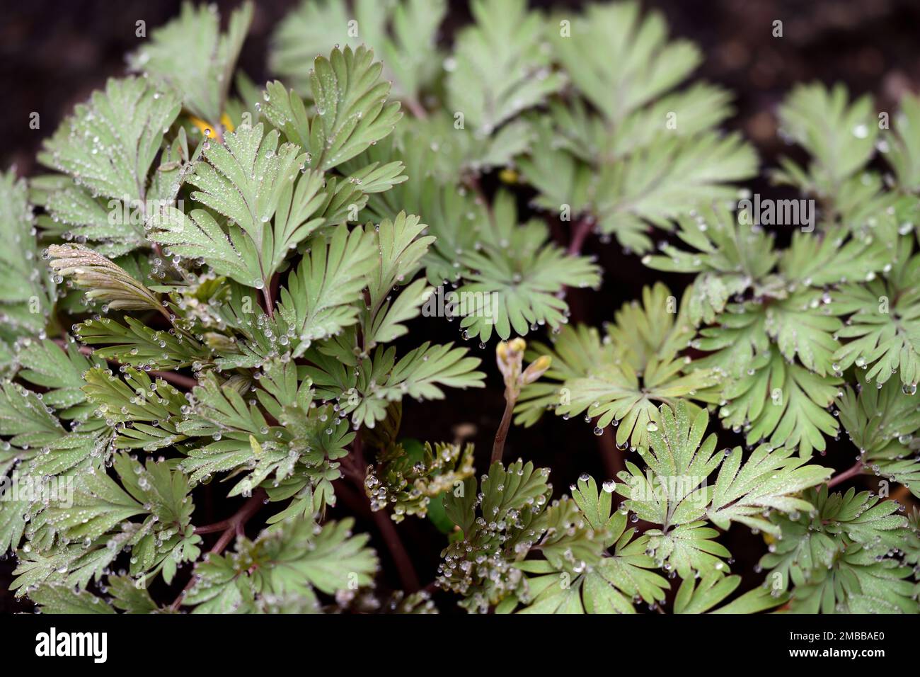 dicentra cucullaria pittsburgh,grey green leaf,leaves,foliage,mat of ...