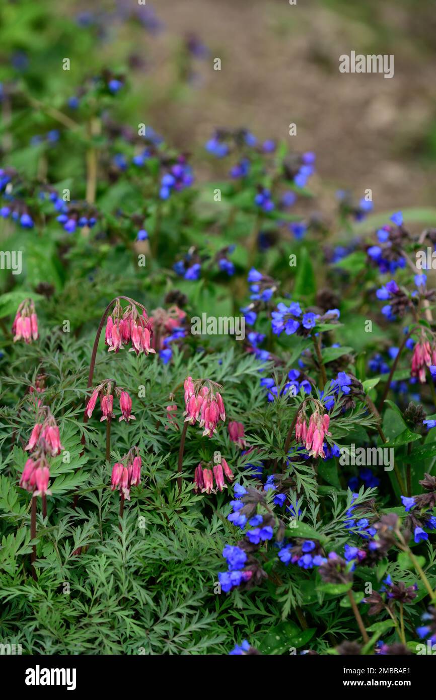 dicentra eximia,pulmonaria miss elly,blue flowers,pulmonaria and ...