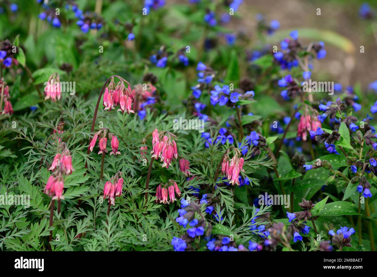 dicentra eximia,pulmonaria miss elly,blue flowers,pulmonaria and ...