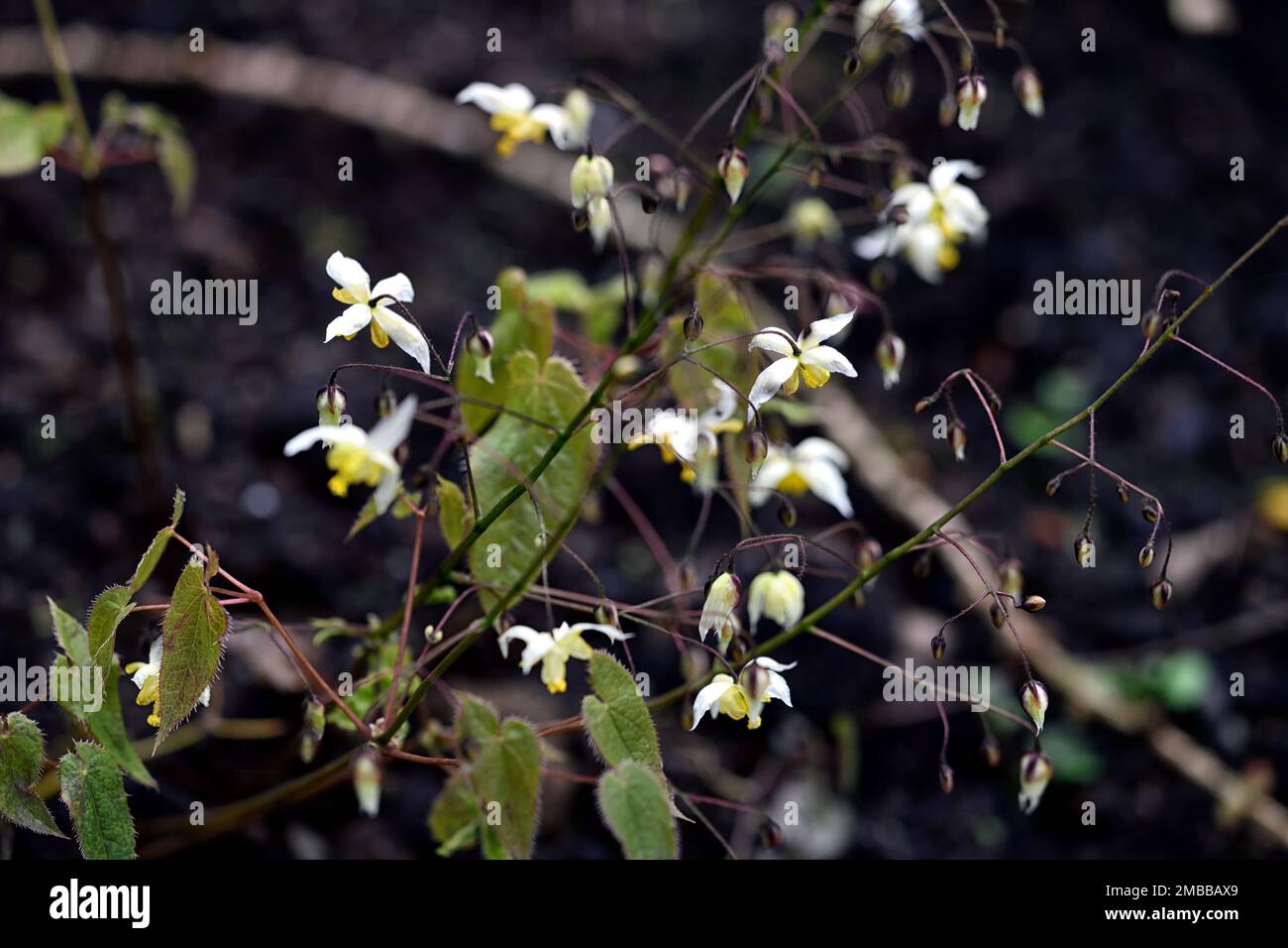 Epimedium mandarin star,yellow white flowers,flowering,flower,foliage ...