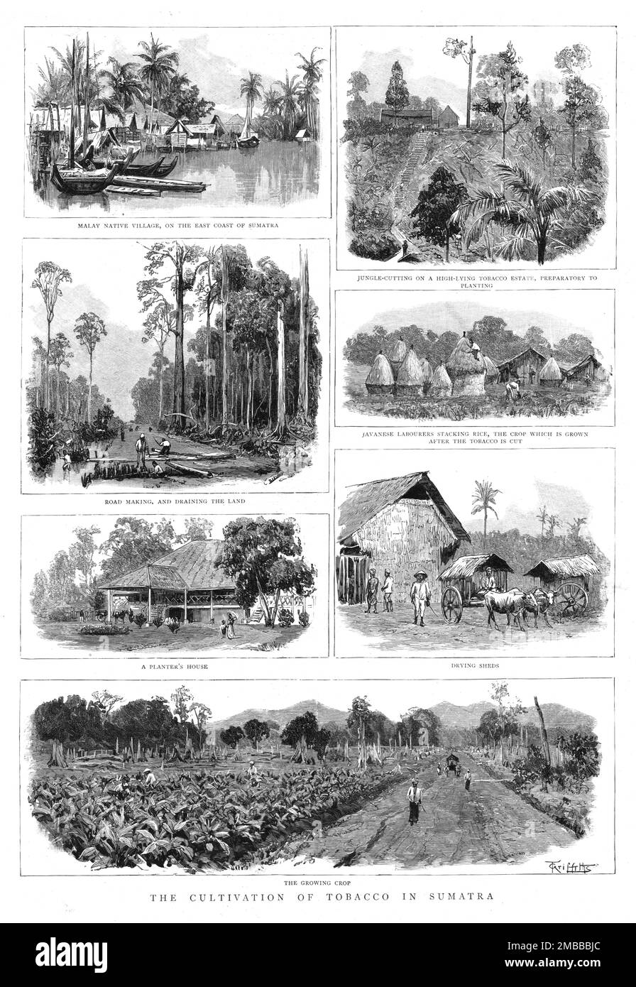 ''The Cultivation of Tobacco in Sumatra', 1890. From "The Graphic. An ...