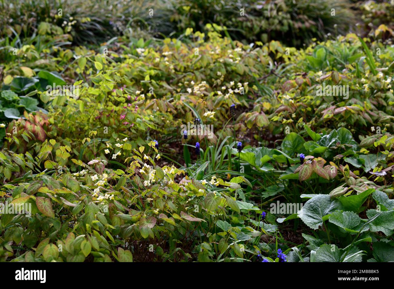 epimedium x versicolor sulphureum,muscari,epimedium and muscari.yellow ...