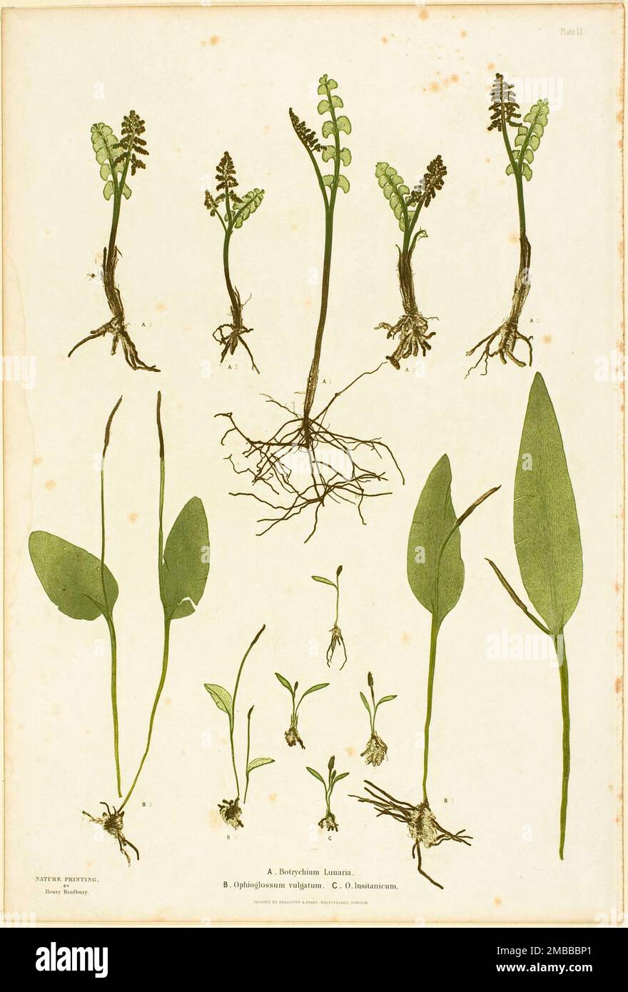 Nature Print of Moonwort and Adder's Tongue Ferns, plate 51 from The ...