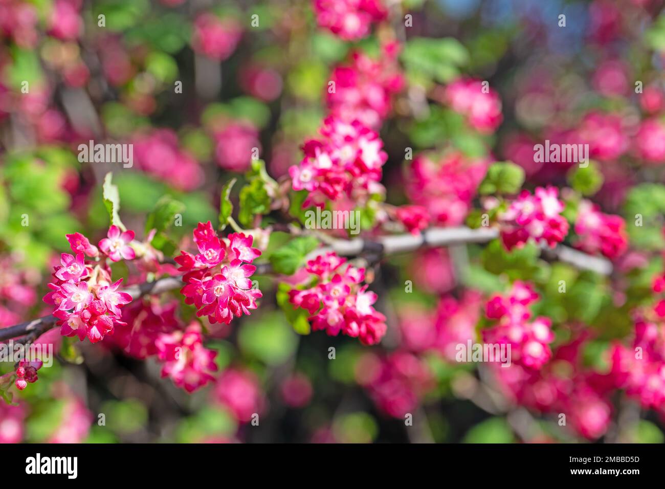 Flowering blood currant, Ribes sanguineum, in spring Stock Photo - Alamy