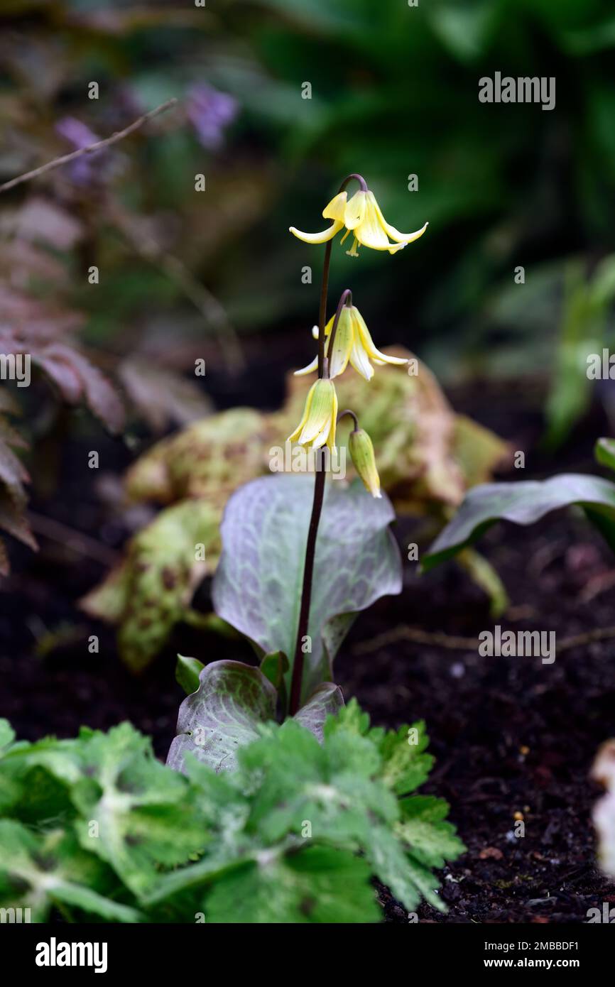 erythronium sundisc,yellow flowers,woodland garden,shade,shady,shaded ...