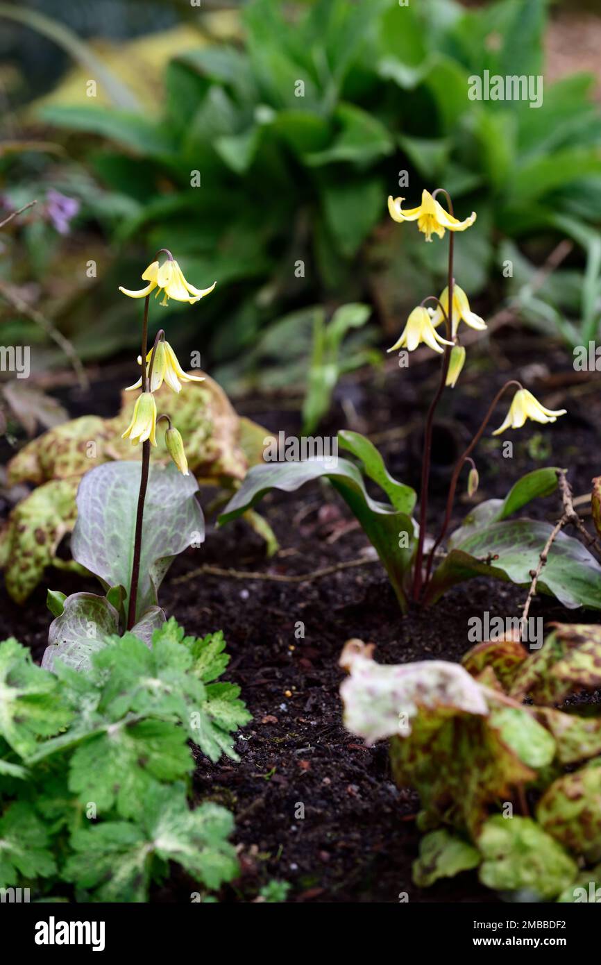 Erythronium sundisc hi-res stock photography and images - Alamy