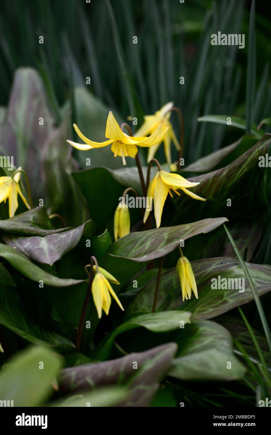 Erythronium sundisc hi-res stock photography and images - Alamy