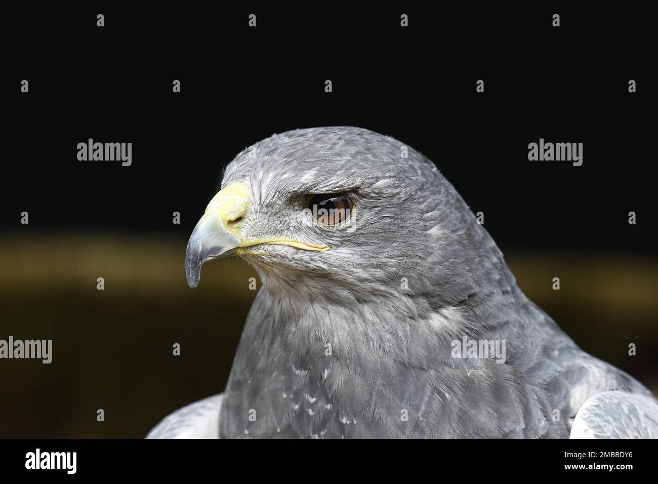 A portrait of an alert-looking Gray Falcon Stock Photo - Alamy