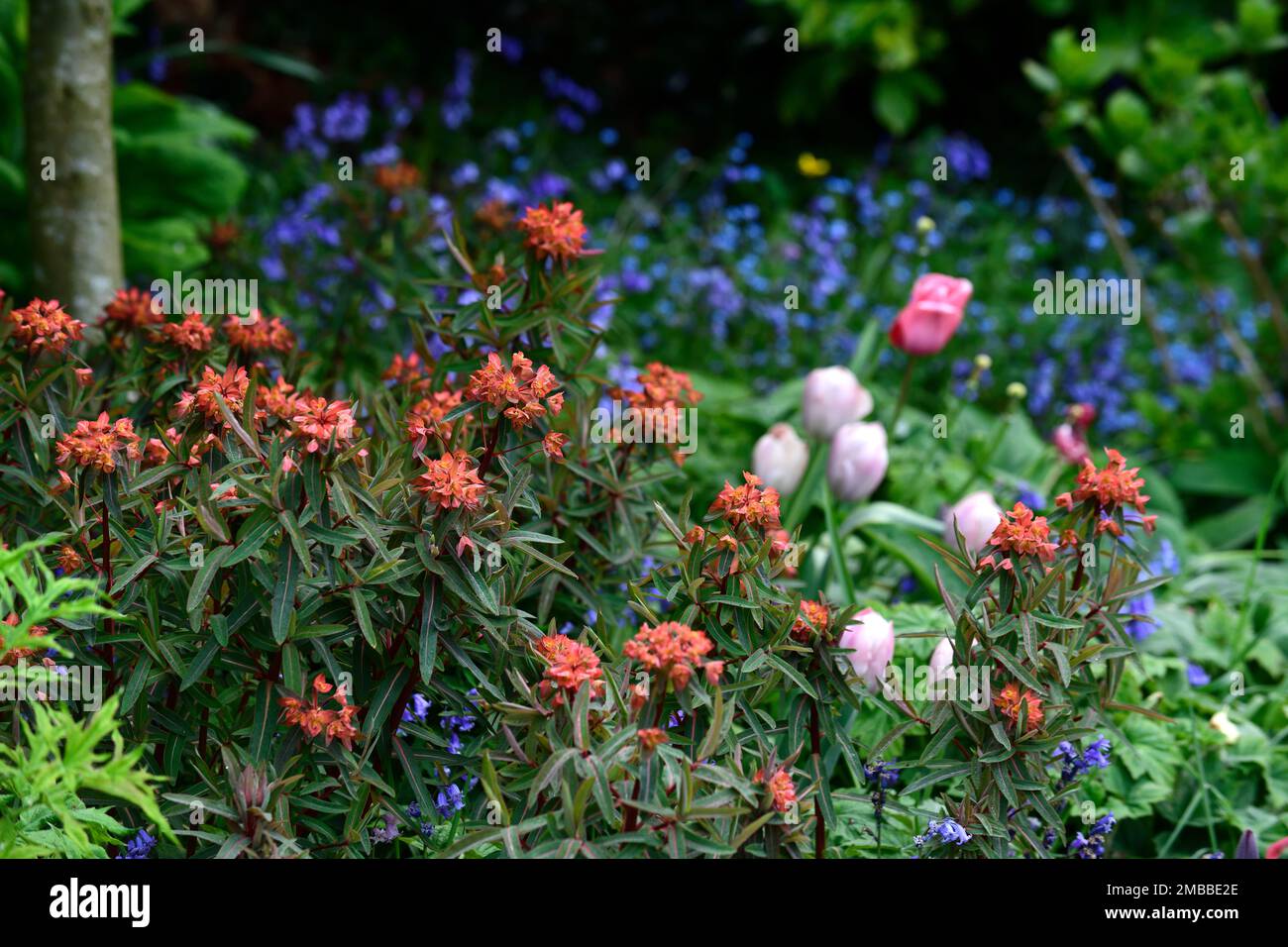 Pink darwin hybrid tuilips hi-res stock photography and images - Alamy