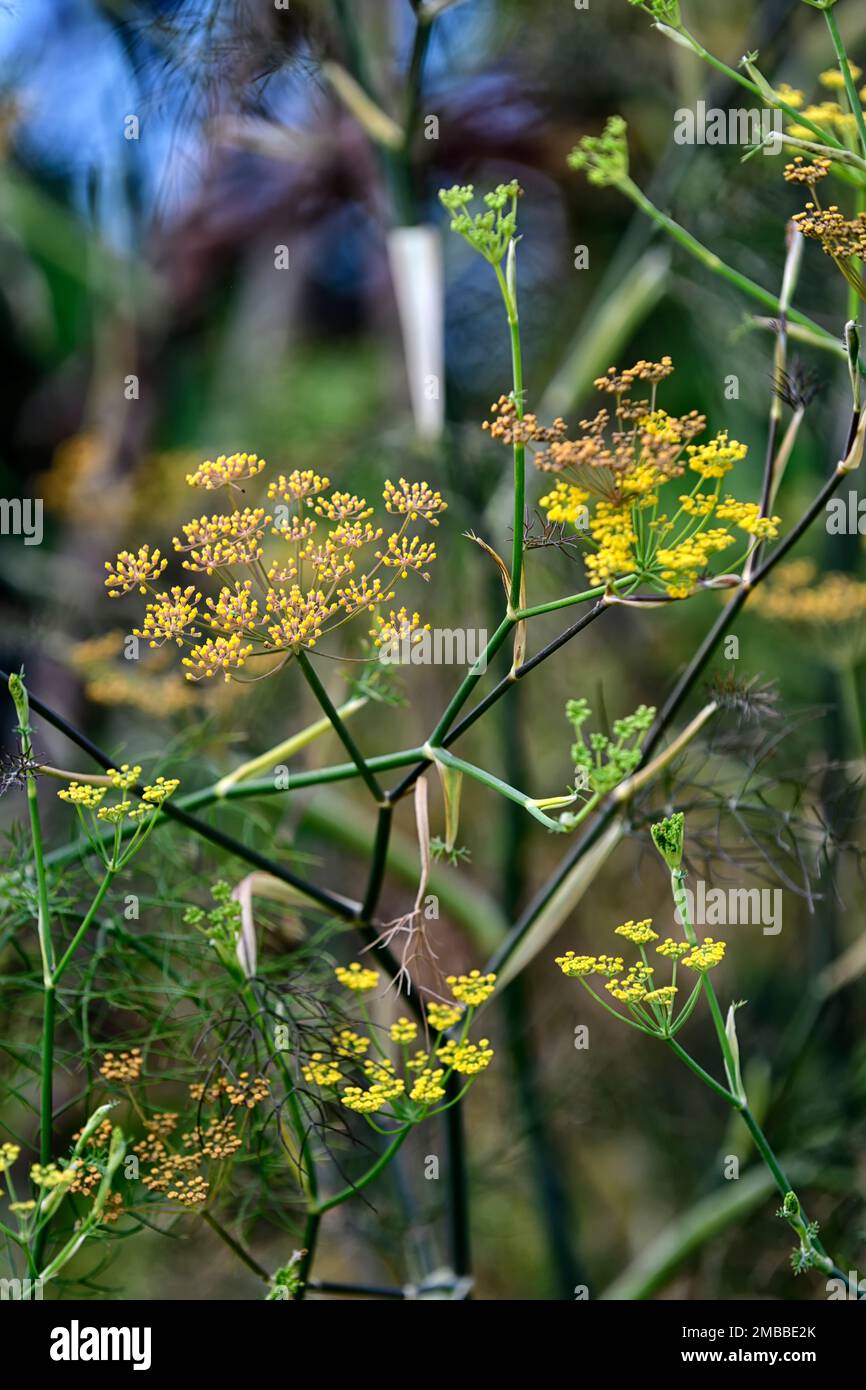foeniculum vulgare purpureum,purple,fennel,bronze fennel,bed,border ...