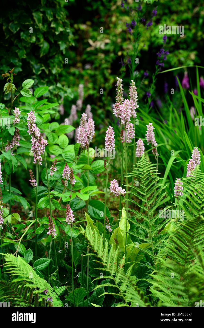 Francoa sonchifolia,pale pink flowers,wedding flower,bridalwreath ...
