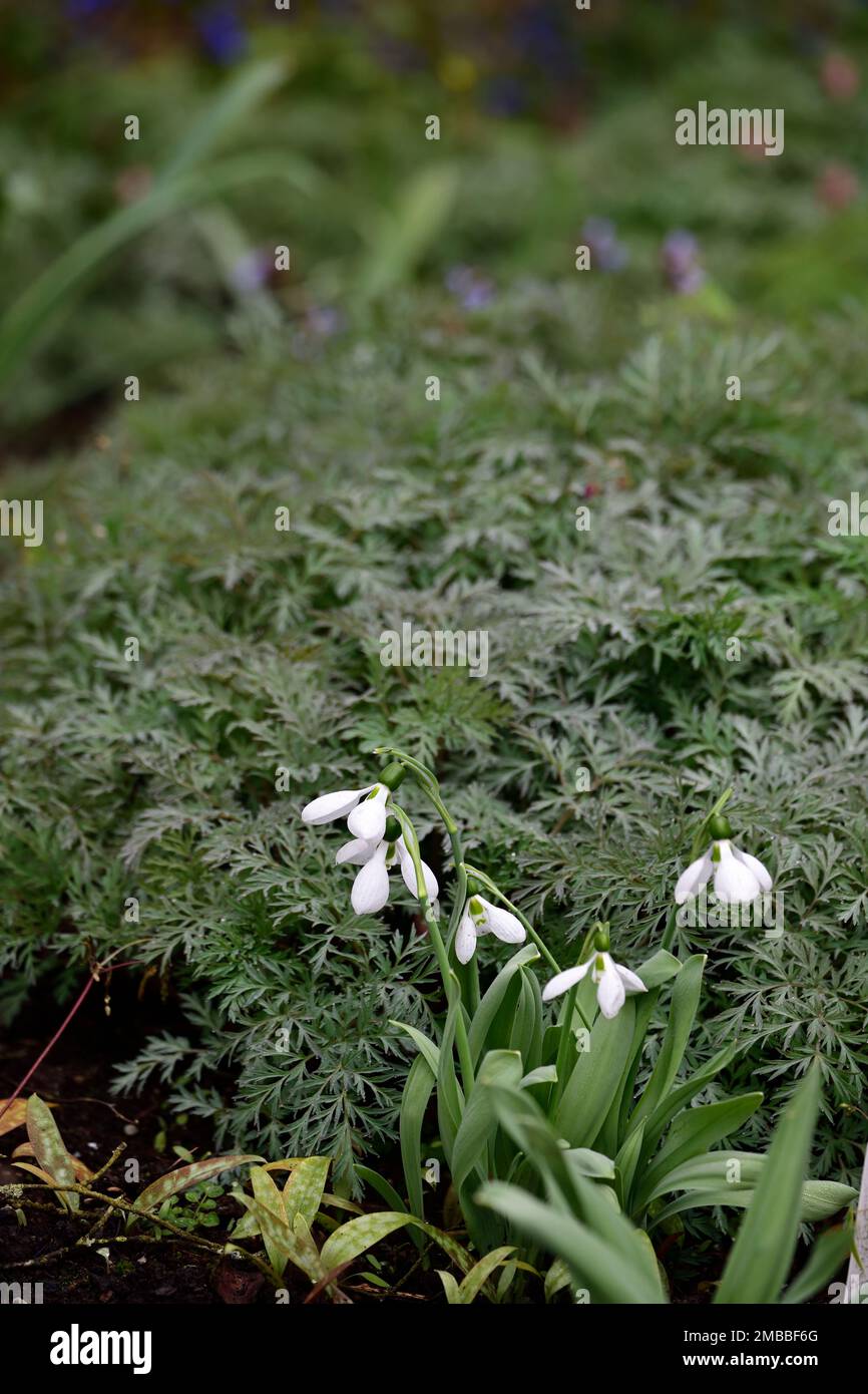 Galanthus polar bear,hybrid snowdrop,green markings,late flowering ...