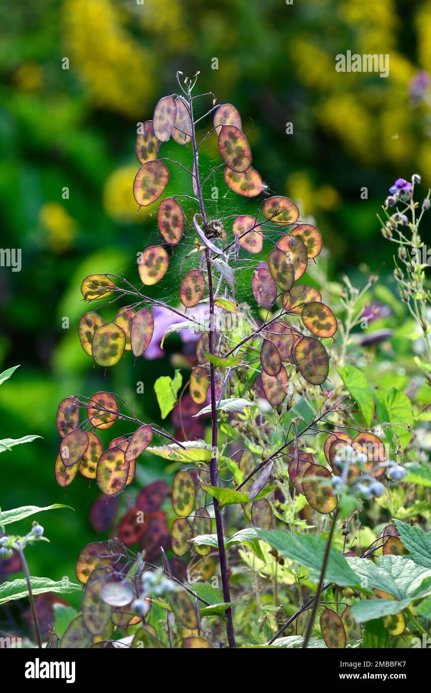 lunaria annua Chedglow,honesty seed head,honesty seedhead,seedheads ...